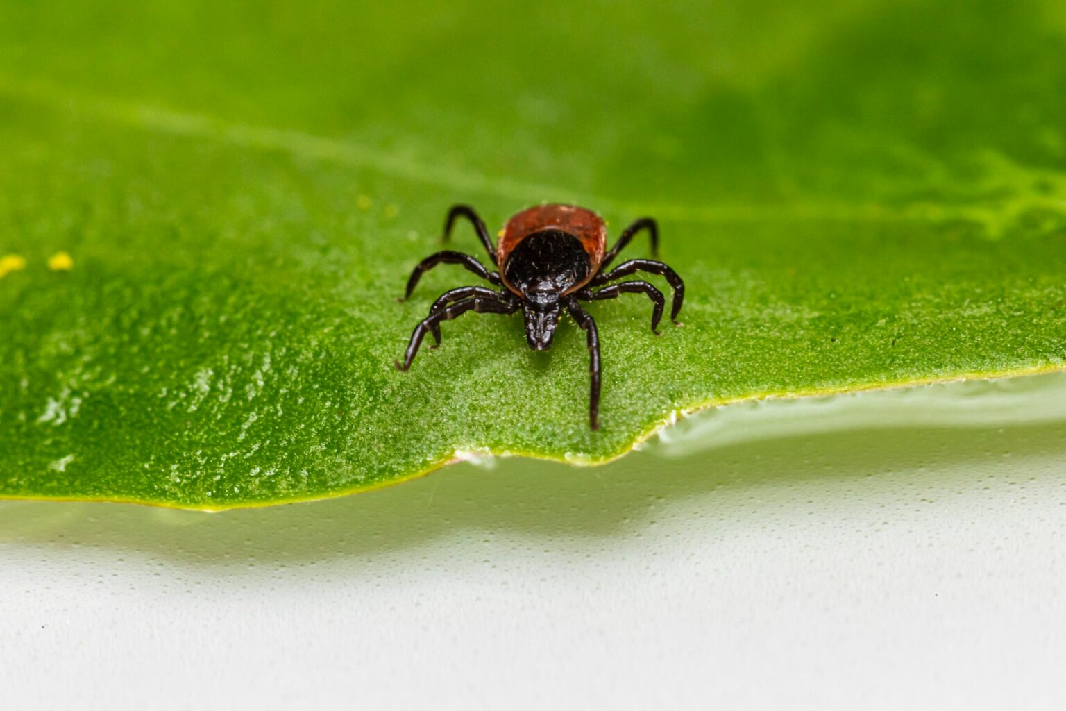 What To Do If A Child Is Bitten By A Tick Littlescholars Daycare
